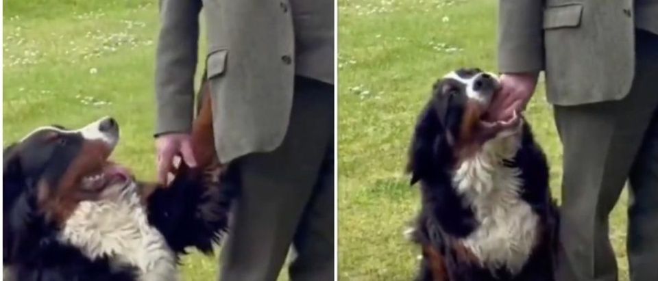 Irish President’s Pup Steals Spotlight After Demanding Attention Mid ...
