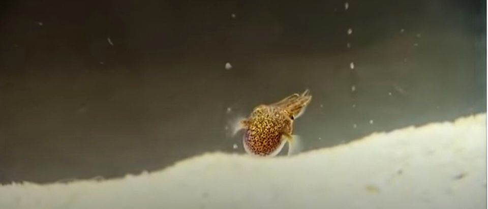 NASA Sends Dozens Of Squid Into Space To Understand Spaceflight’s ...