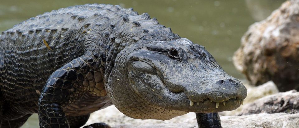 Alligator Drags Woman Into Lagoon, Gets Hit With Shovel Before ...