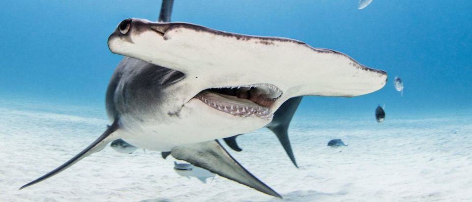 Man Catches Gigantic Hammerhead Shark In North Carolina | The Daily Caller