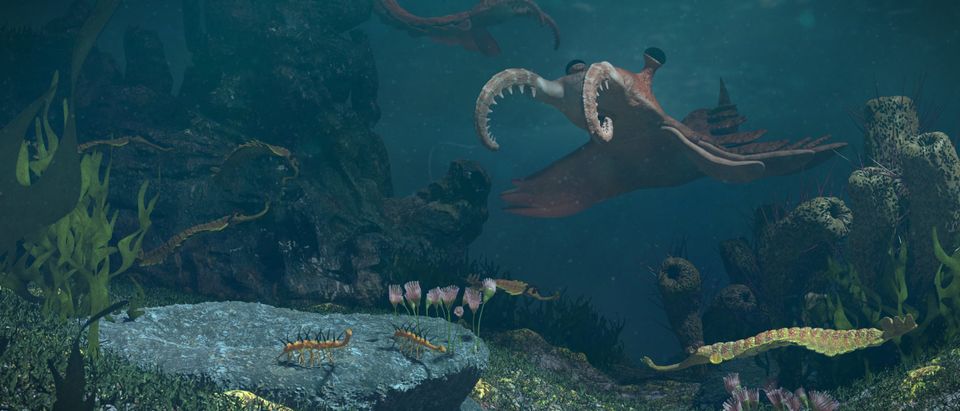 Three-Eyed Marine Predator Found After Half A Billion Years | The Daily ...