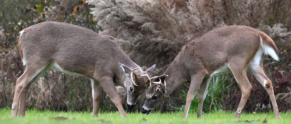Photos Show Deer With Bulbous Jaw Growths Appearing To Turn Purple In ...