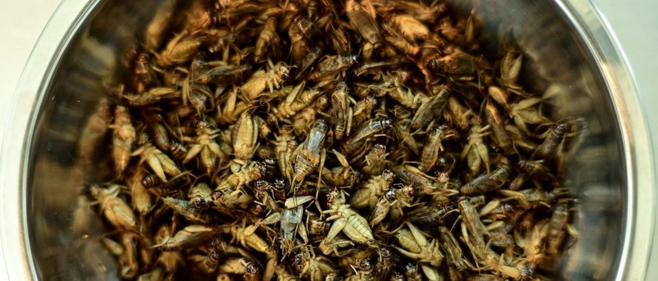 EU Approves Use Of ‘Cricket Powder’ In Food, Pledges Funding For ...