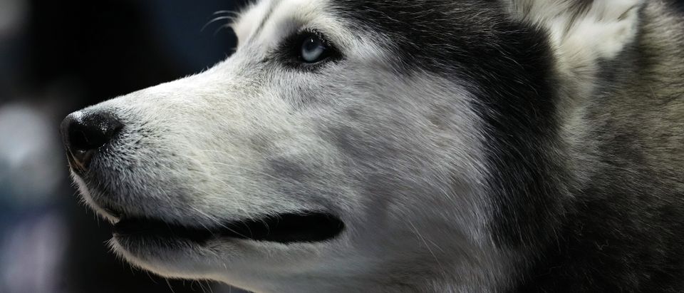 UConn’s Mascot Jonathan XIV Manages To Catch Flight To Final Four After ...
