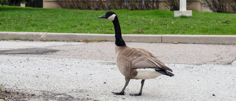 Oklahoma Department Of Wildlife Conservation Roasts Citizens For Being ...