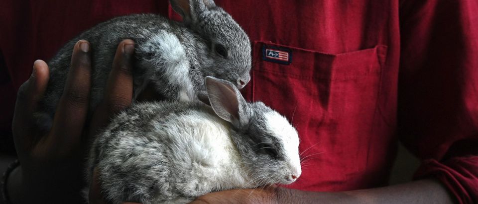 Florida Suburb Residents Fundraise To Ward Off Bunny Invasion | The ...