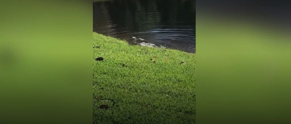 Gator Goes Full Beast Mode On Snake Hanging Out In Backyard | The Daily ...