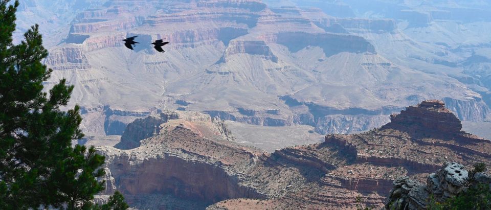 57 People Injured, One Dead After Bus Rolls Over At Grand Canyon | The ...