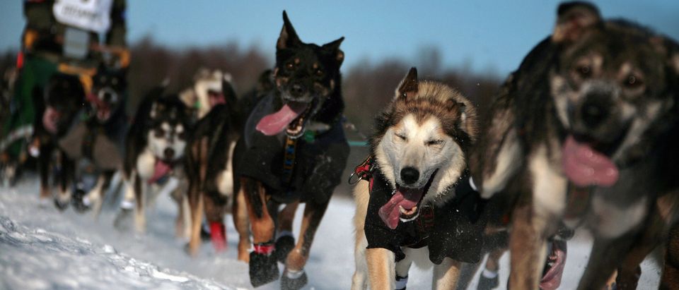 Iditarod Race Gets Off To A Great Start After Musher Is Forced To Shoot ...