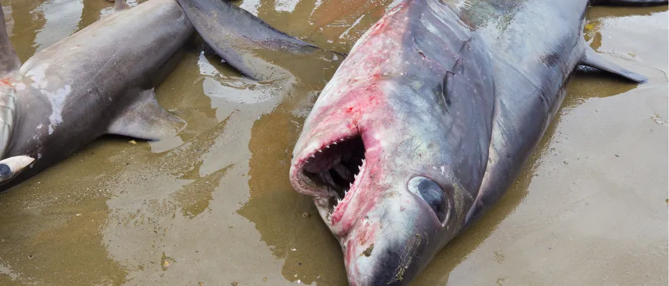 It’s So Cold Sharks Are Dying In The Water From Shock | The Daily Caller